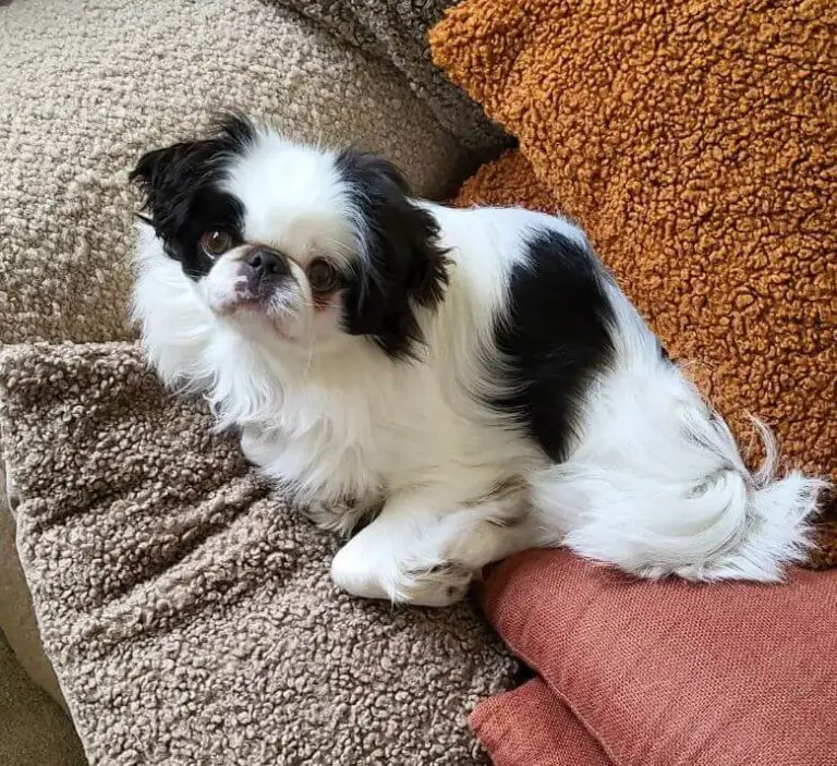 Does Cuddling Lead to Better Behaved Dogs? The Surprising Connection ...