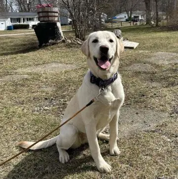 Elbow Dysplasia in Dogs: Causes, Symptoms, and Treatment ...