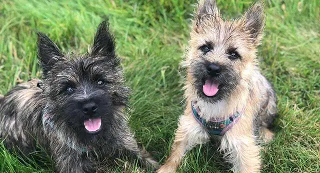 10 Fun Facts About Cairn Terriers - ilovedogscute.com