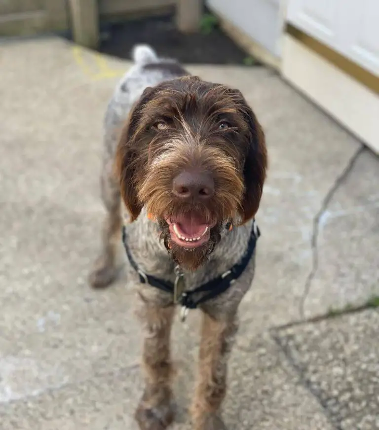 10 Fun Facts About German Wirehaired Pointers - ilovedogscute.com