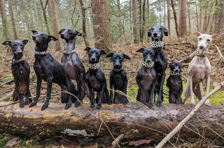 10 Fun Facts About Italian Greyhounds - ilovedogscute.com