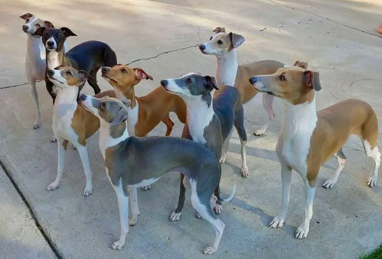 10 Fun Facts About Italian Greyhounds - ilovedogscute.com