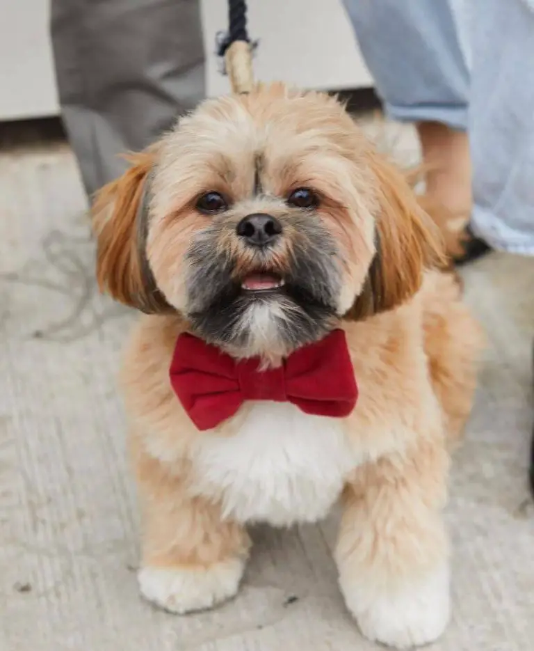 10 Fun Facts About Lhasa Apsos - ilovedogscute.com