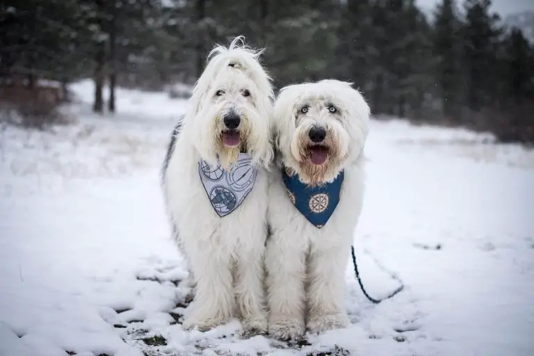 10 Fun Facts About Old English Sheepdogs - ilovedogscute.com