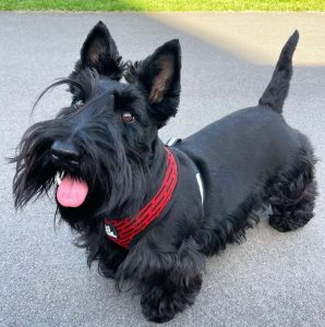 10 Fun Facts About Scottish Terriers - ilovedogscute.com