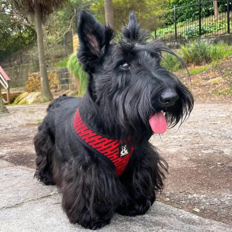 10 Fun Facts About Scottish Terriers - ilovedogscute.com