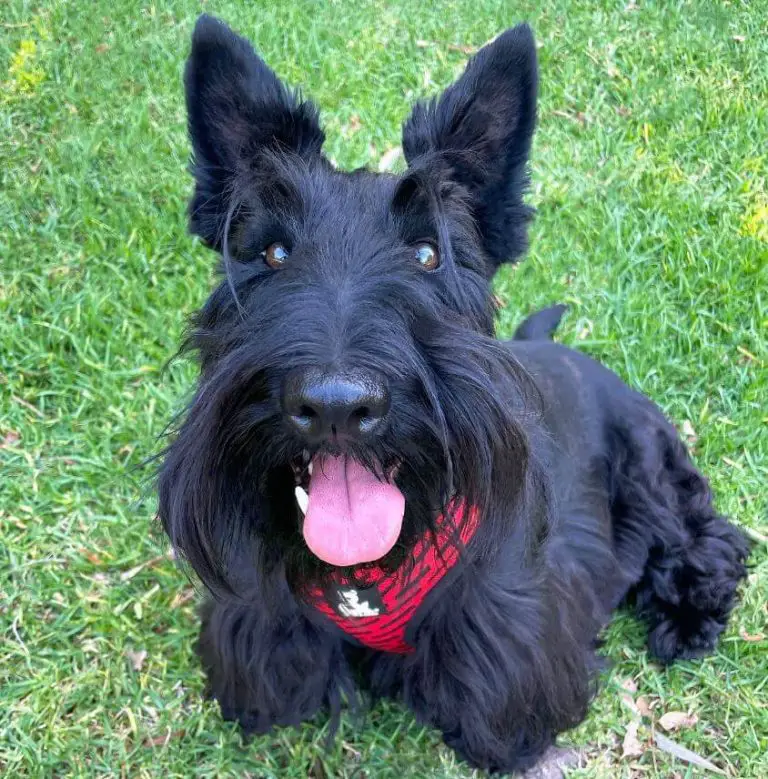10 Fun Facts About Scottish Terriers - ilovedogscute.com