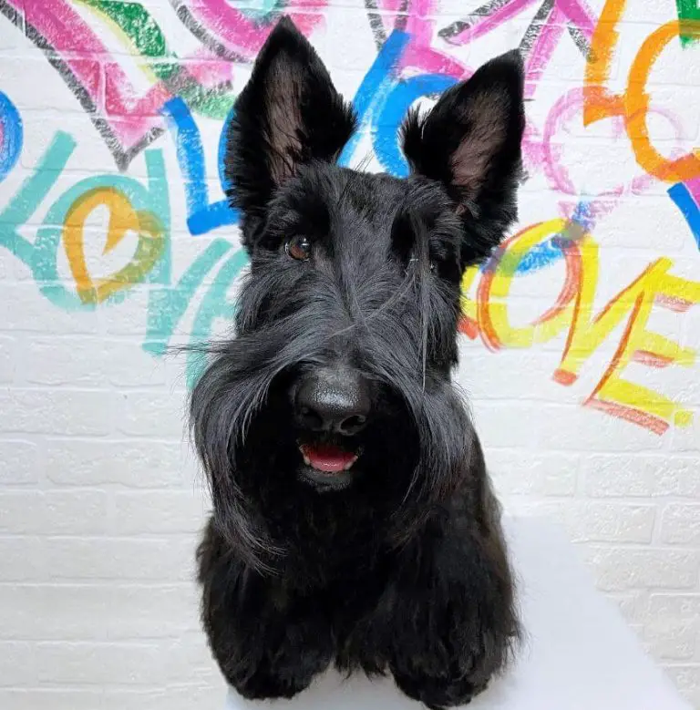 10 Fun Facts About Scottish Terriers - ilovedogscute.com