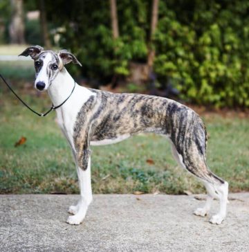 10 Fun Facts About Whippets - ilovedogscute.com