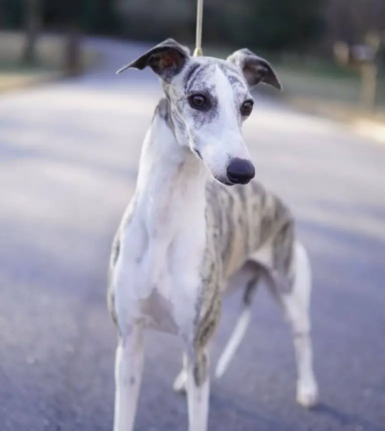 10 Fun Facts About Whippets - ilovedogscute.com