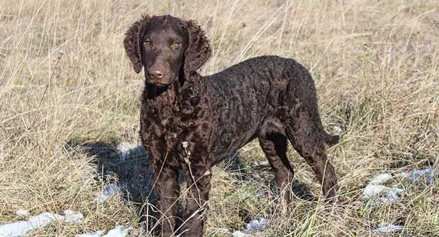 How to Get Burrs Out of Dog Fur: A Complete Guide - ilovedogscute.com