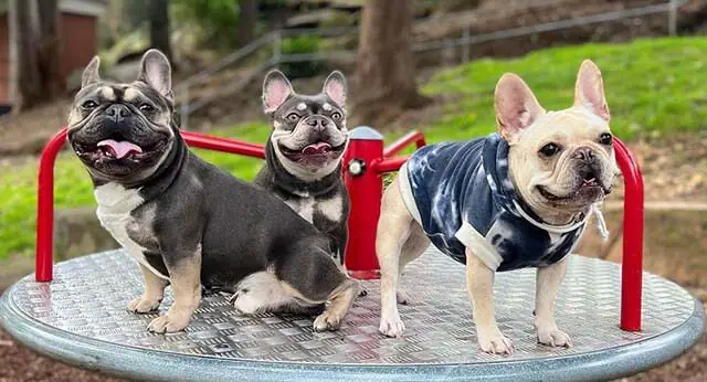Physical and Mental Signs that Your Dog is Aging: What to Look for and ...