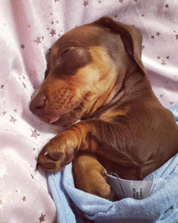 15 Adorable Pictures Of Sleeping Dachshunds - ilovedogscute.com