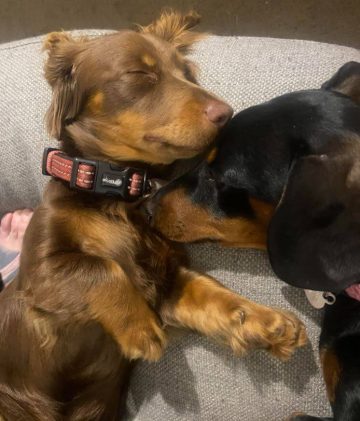 15 Adorable Pictures Of Sleeping Dachshunds - ilovedogscute.com
