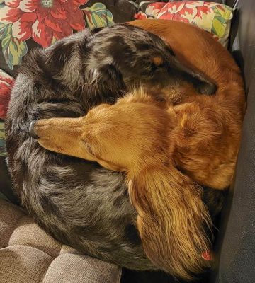 15 Adorable Pictures Of Sleeping Dachshunds - ilovedogscute.com