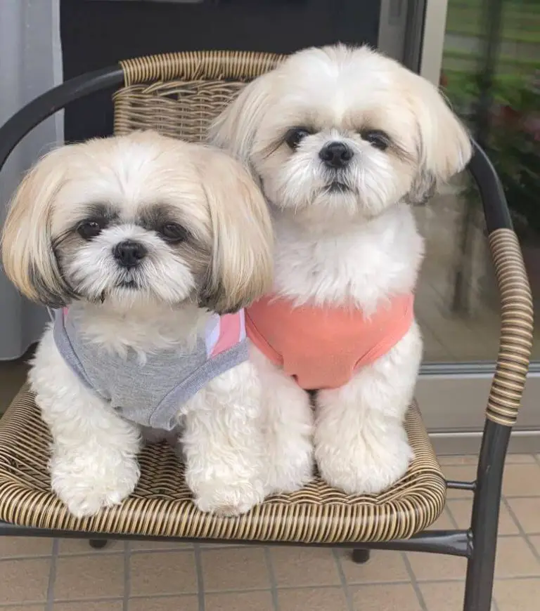 The 15 Most Popular Toy Dog Breeds - ilovedogscute.com