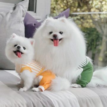Top 15 Dog Breeds That Are Happy With Indoor Life - ilovedogscute.com