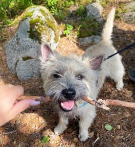 Top 15 Dog Breeds That Love To Chew - ilovedogscute.com