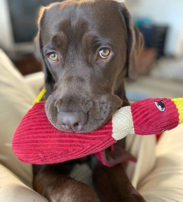 Top 15 Dog Breeds That Love To Chew - ilovedogscute.com