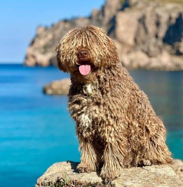 Top 15 Dog Breeds That Love to Swim - ilovedogscute.com