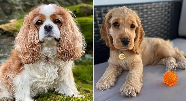 Top 15 Most Popular Spaniel Dog Breeds - ilovedogscute.com