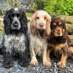 Top 15 Most Popular Spaniel Dog Breeds - ilovedogscute.com