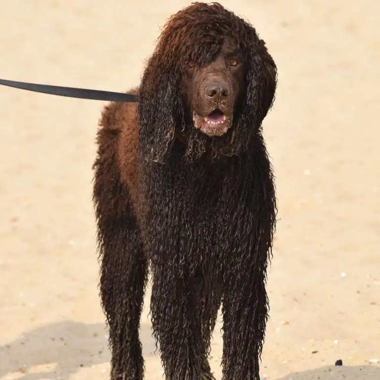 Top 15 Most Popular Spaniel Dog Breeds - ilovedogscute.com