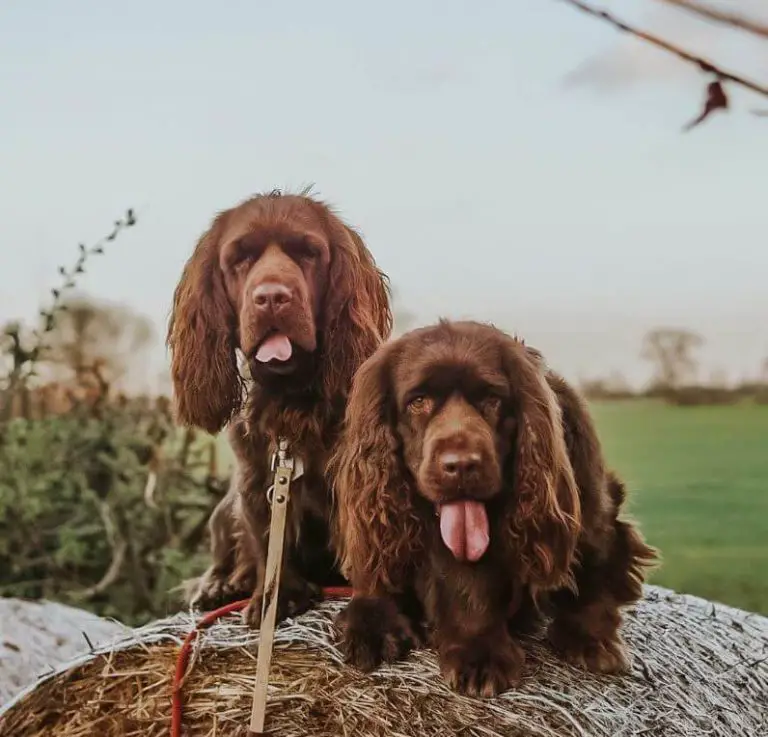 Top 15 Most Popular Spaniel Dog Breeds - ilovedogscute.com