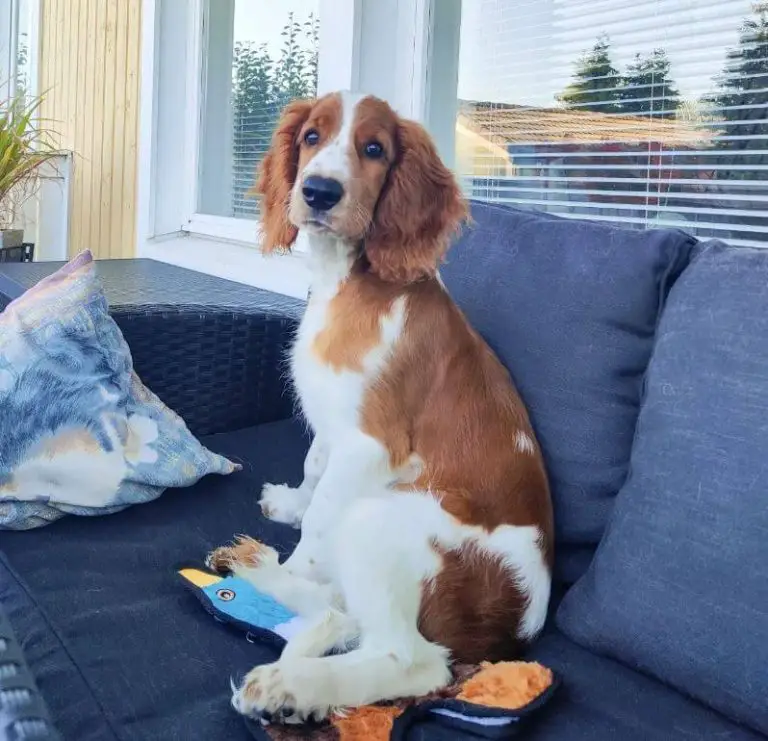 Top 15 Most Popular Spaniel Dog Breeds - ilovedogscute.com