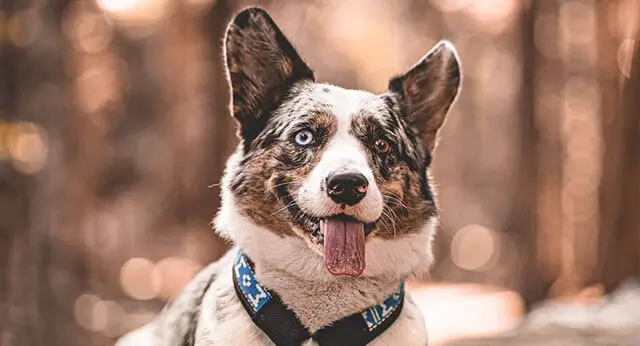 Treating and Preventing Hot Spots on Dogs: A Comprehensive Guide ...