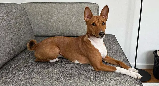 Understanding Pulmonary Hypertension (High Blood Pressure) in Dogs ...