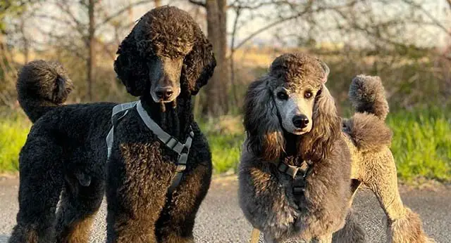 Why Your Dog Needs a Routine at Every Stage of Life - ilovedogscute.com