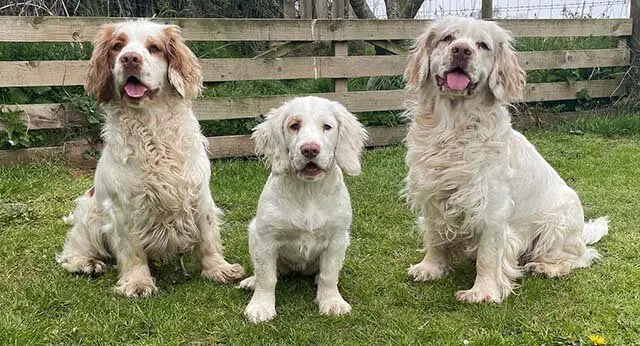 10 Fun Facts About Clumber Spaniels - ilovedogscute.com