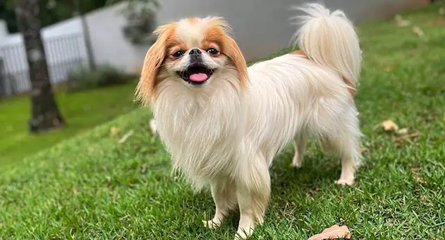 10 Fun Facts About Japanese Chins - ilovedogscute.com