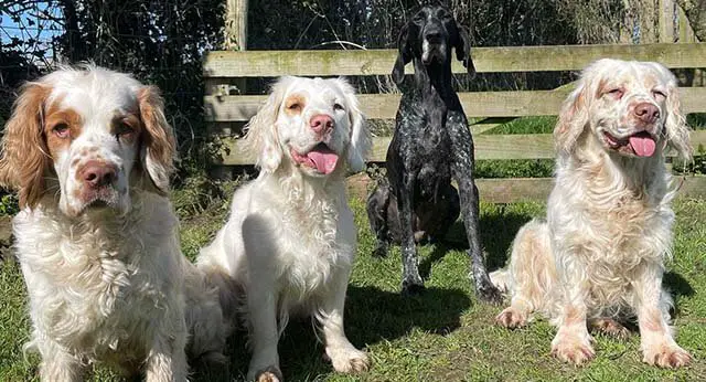 10 Ways to Help Your Dog Live Longer: A Guide to Canine Longevity ...