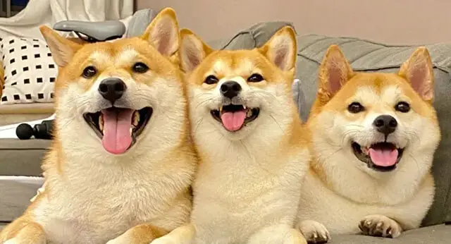 15 Funny Pictures Of Shiba Inus With Happy Smiles - ilovedogscute.com