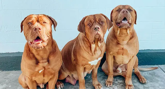 Can Dogs Get Hiccups Understanding Dog Hiccups And What To Do