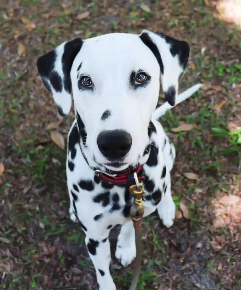 15 Adorable Pictures Of Dalmatians With Puppy Eyes - ilovedogscute.com