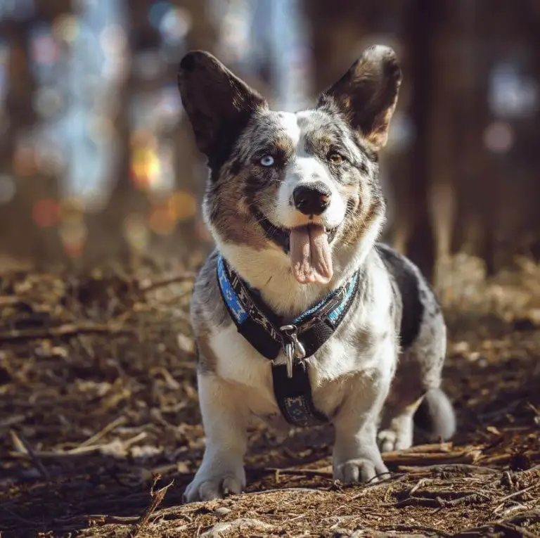 Dog Anesthesia: What Every Dog Owner Should Know for Safe and Stress ...