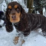 Dog Choking: What to Do & How to Perform the Heimlich Maneuver for Dogs ...