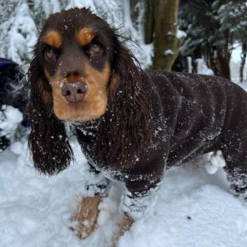 Dog Choking: What to Do & How to Perform the Heimlich Maneuver for Dogs ...