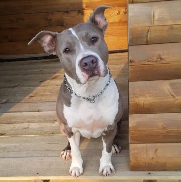 Dog Choking: What to Do & How to Perform the Heimlich Maneuver for Dogs ...