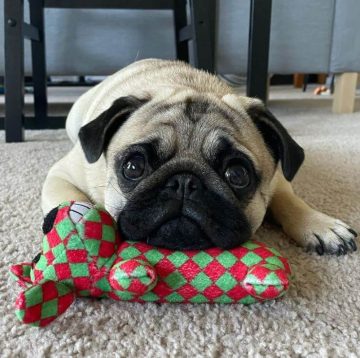 External Dog Parasites: A Comprehensive Guide to Fleas, Ticks, Lice ...