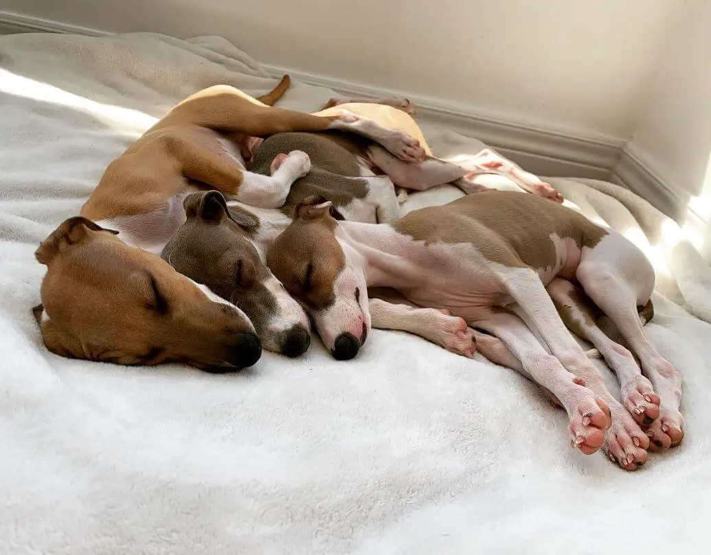 Fever in Dogs: Causes, Signs, and Effective Treatment Methods ...