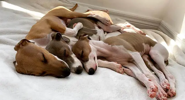 Fever in Dogs: Causes, Signs, and Effective Treatment Methods ...