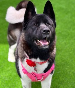 10 Fun Facts About Akitas - ilovedogscute.com