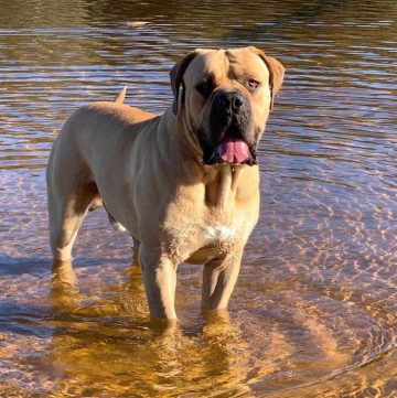 10 Fun Facts About Boerboels - ilovedogscute.com