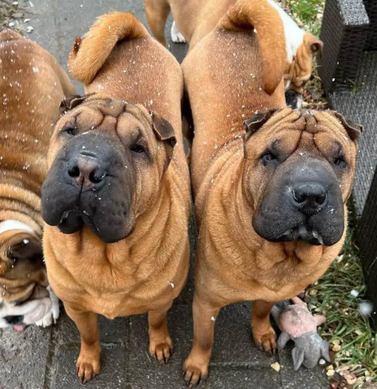 10 Fun Facts About Chinese Shar-Pei - ilovedogscute.com