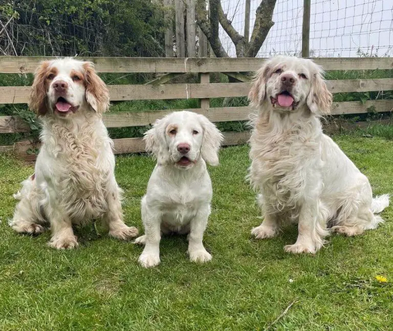 10 Fun Facts About Clumber Spaniels - ilovedogscute.com