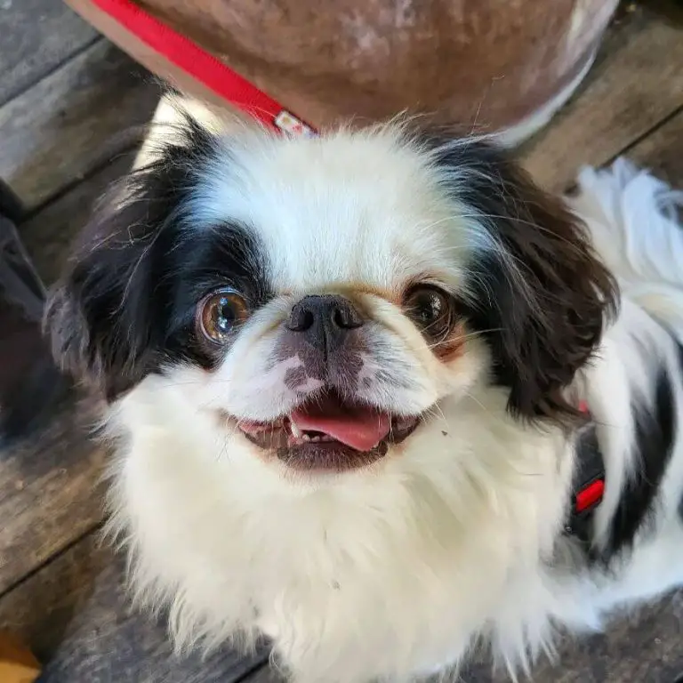 10 Fun Facts About Japanese Chins - ilovedogscute.com